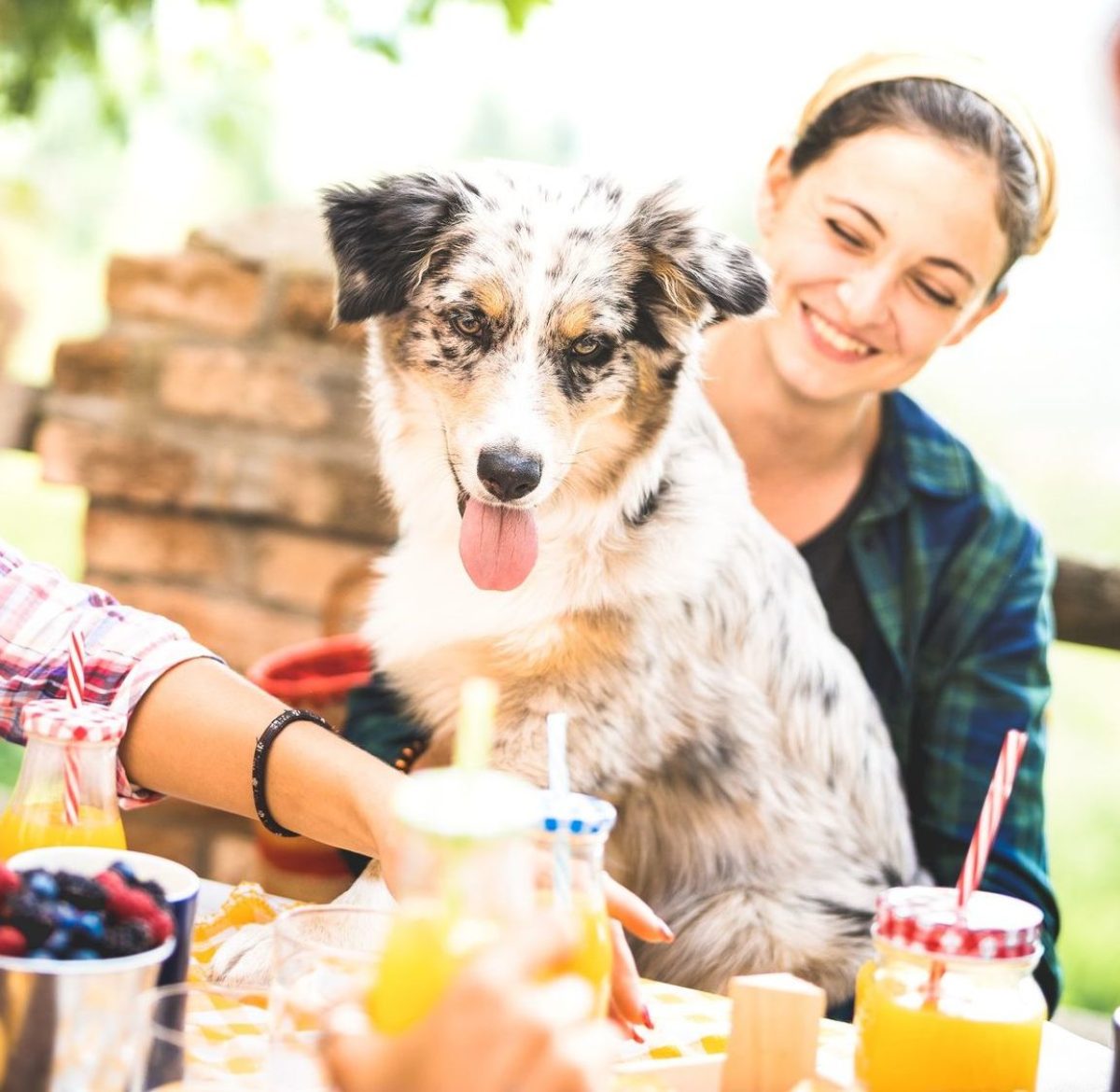 The Pawfect Dog Friendly Picnic With Your Dog - Bruces Doggy Daycare