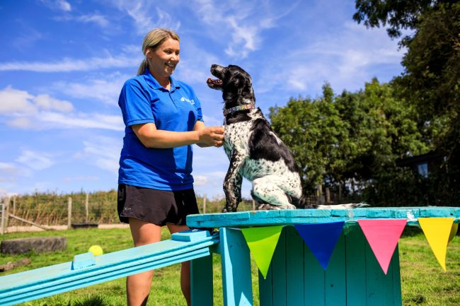 Home - Bruces Doggy Daycare