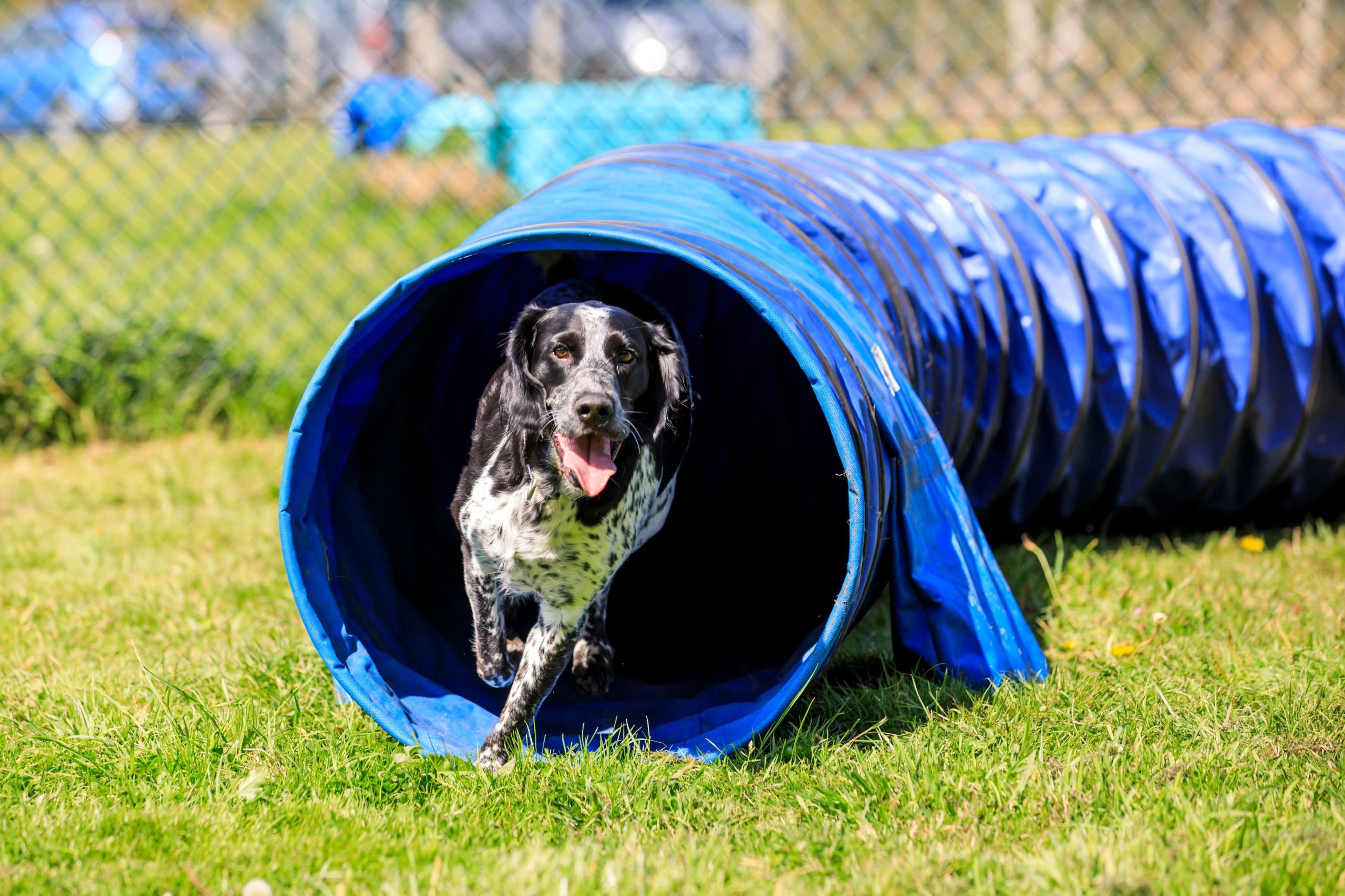 A dog’s life: playtime! - Bruces doggy daycare