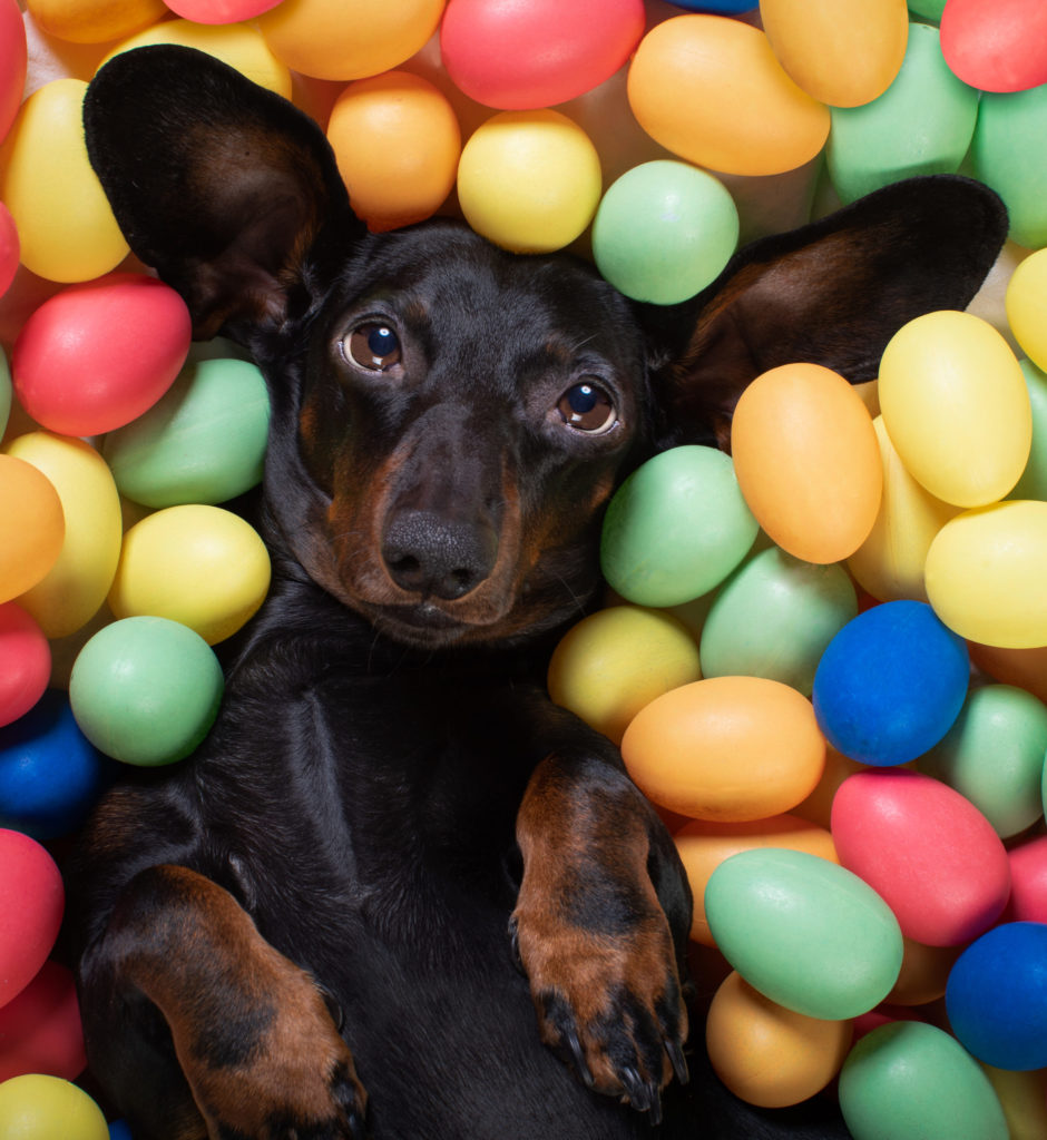 DIY Dog Friendly Easter Egg Hunt - Bruces Doggy Daycare
