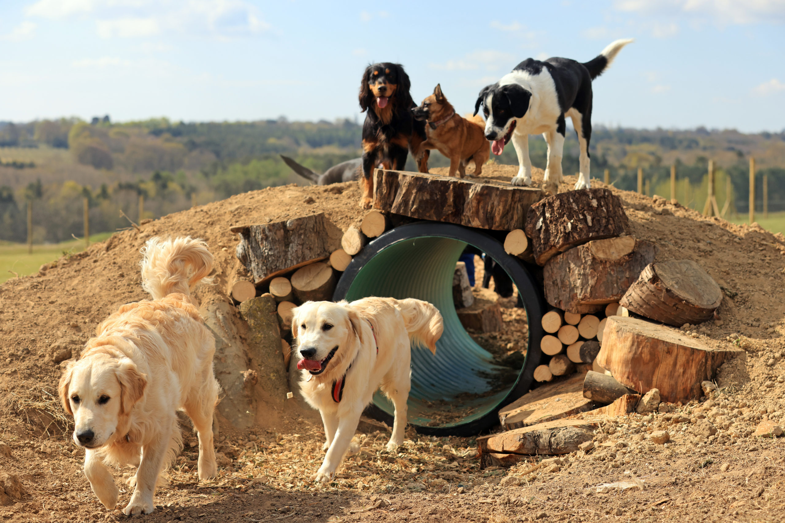 The Importance Of Dog Socialisation