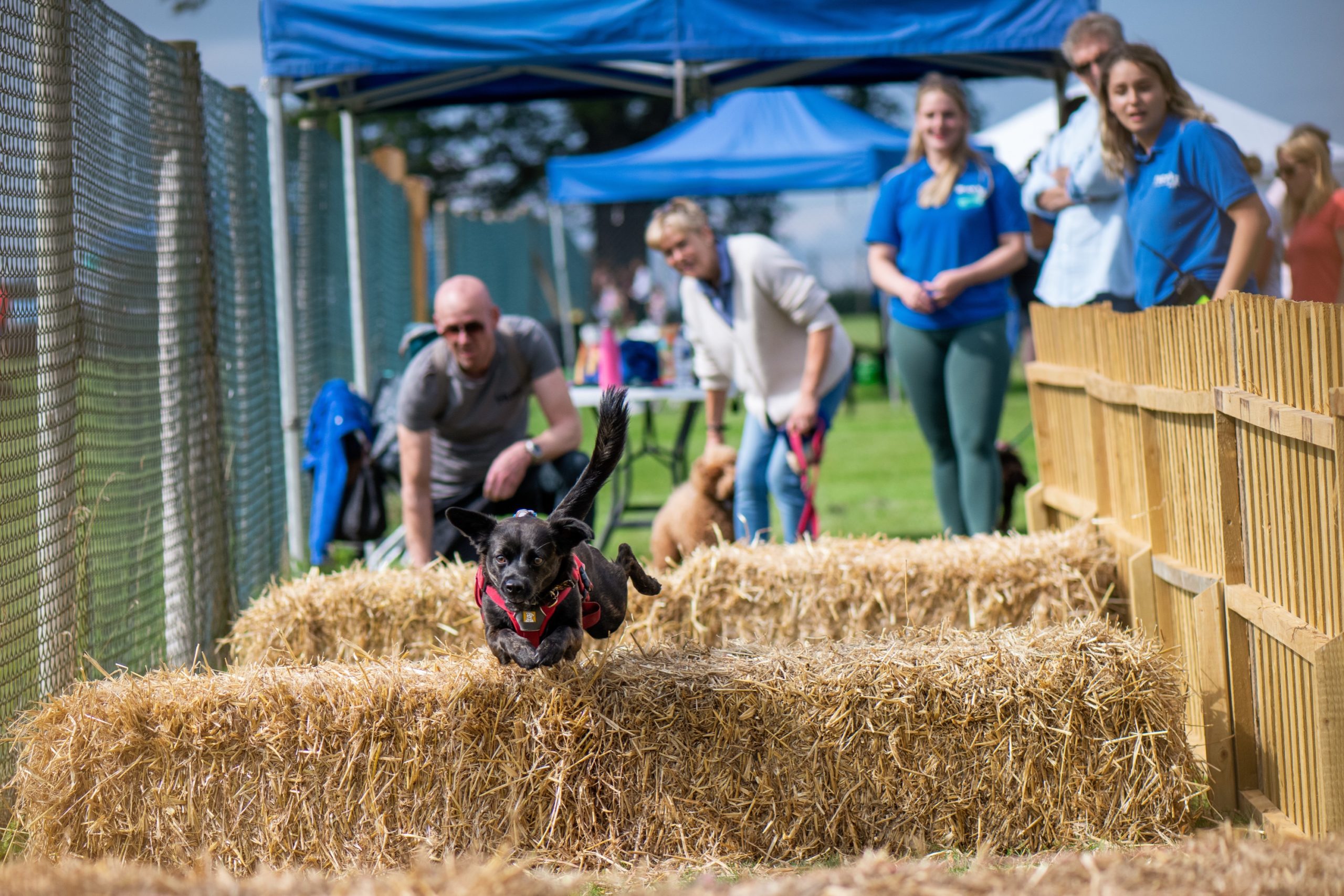 Bruce's Cobham Parents Day Gallery - Bruces Doggy Daycare