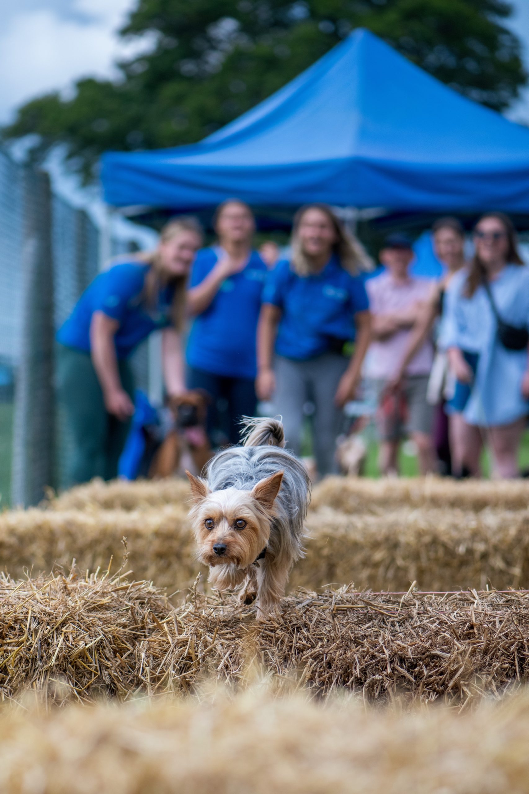 Bruce's Cobham Parents Day Gallery - Bruces Doggy Daycare
