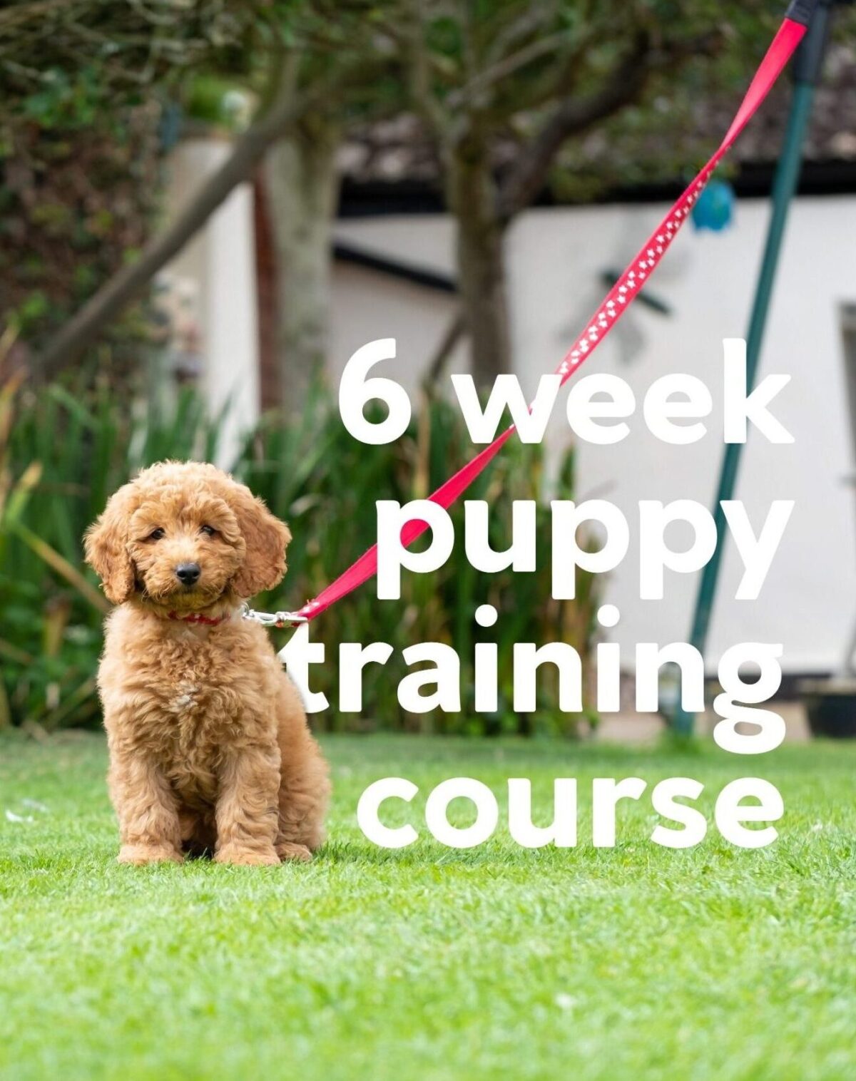 Bruce’s Puppy Training - Bruces doggy daycare