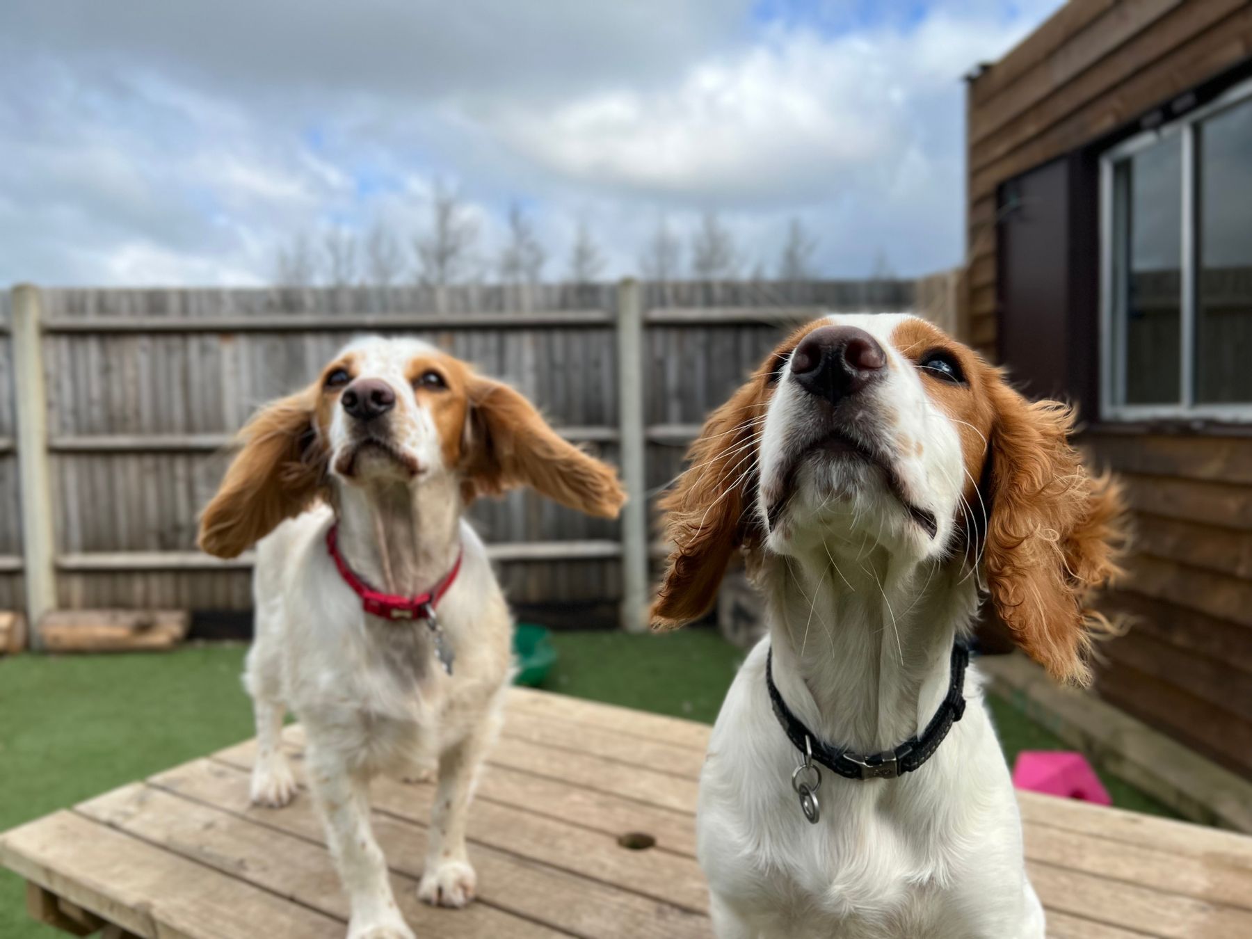 Back To School! - Bruces Doggy Daycare