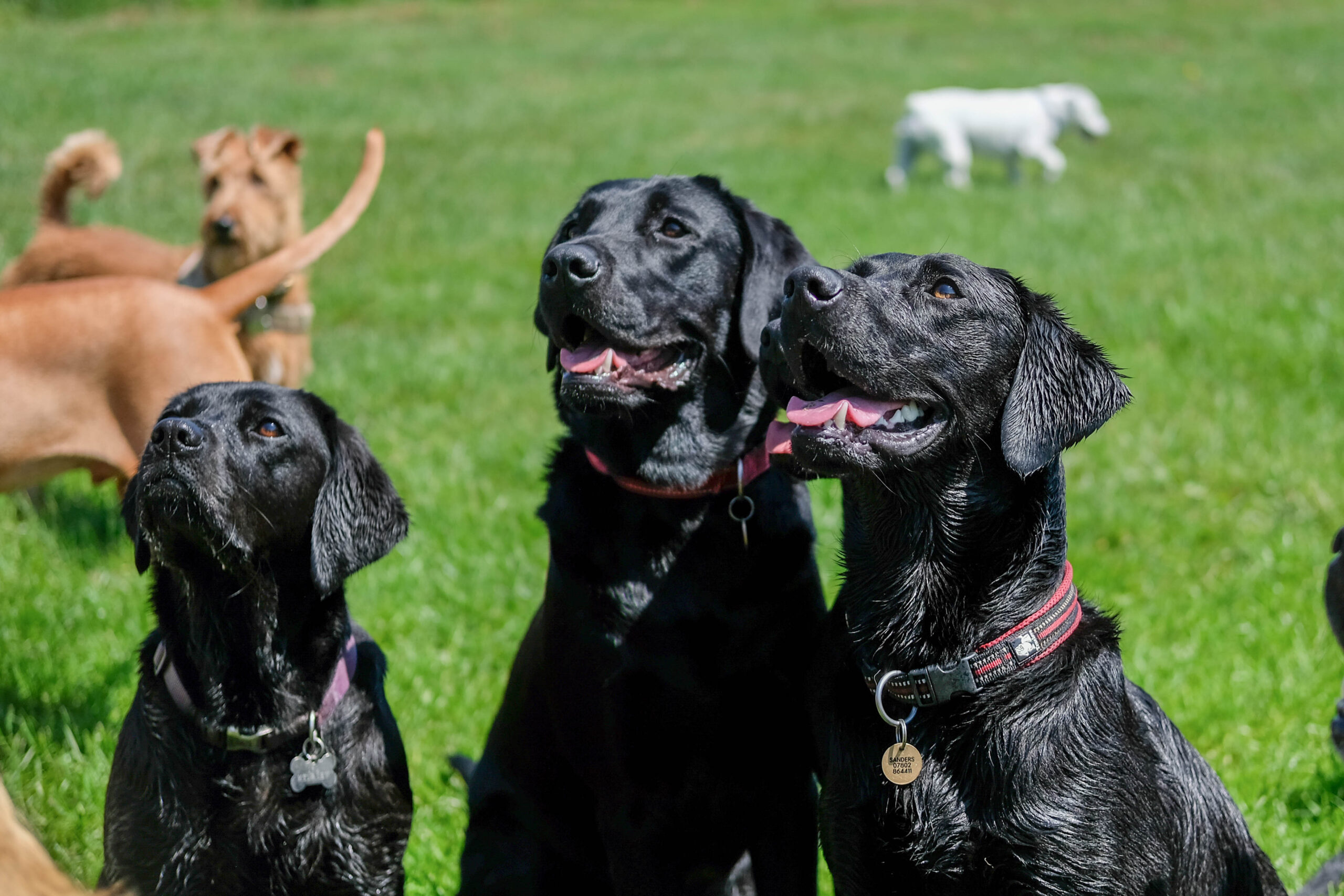 Doggy Day Care Pictures