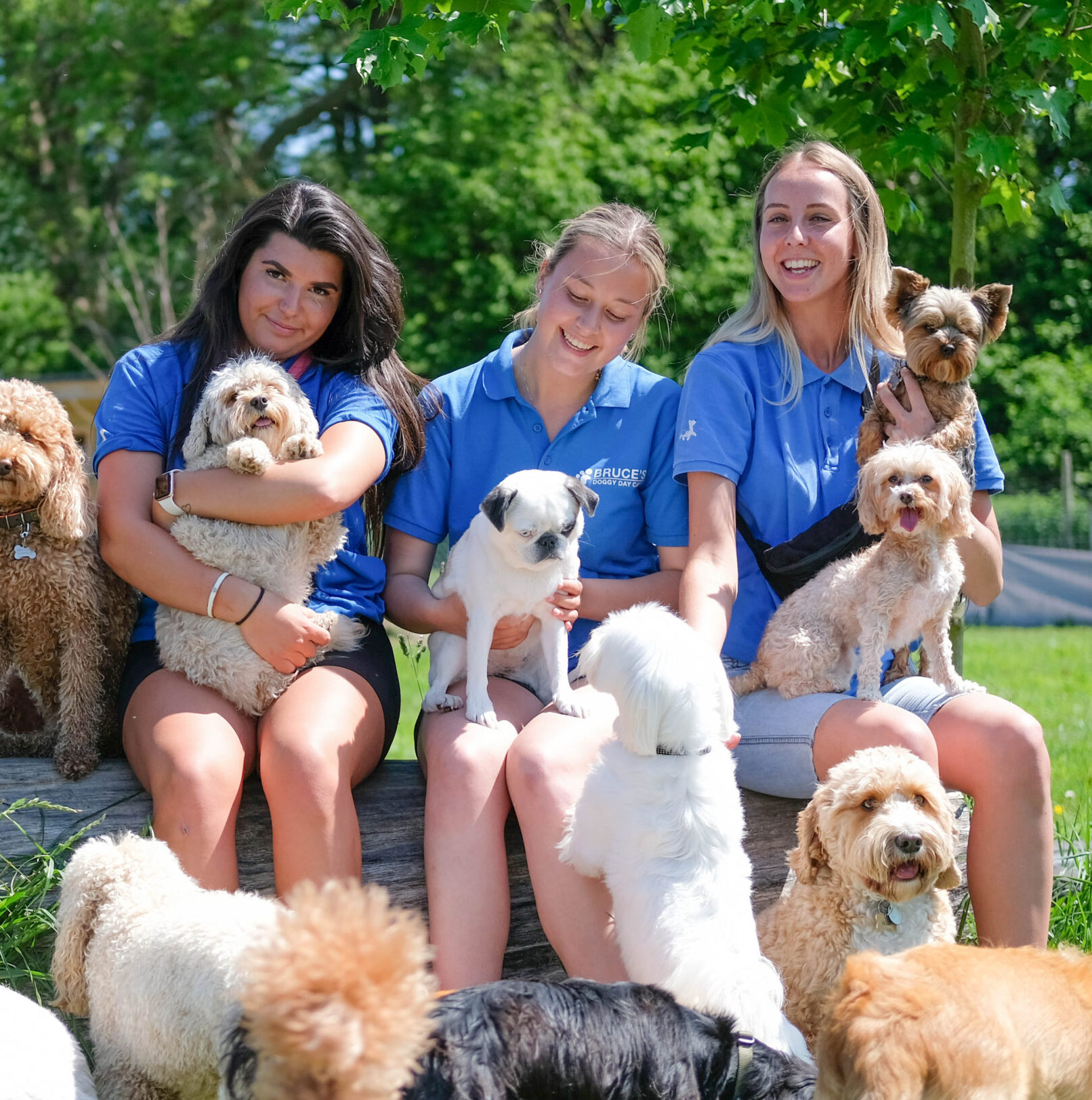 Doggy Day Care Pictures