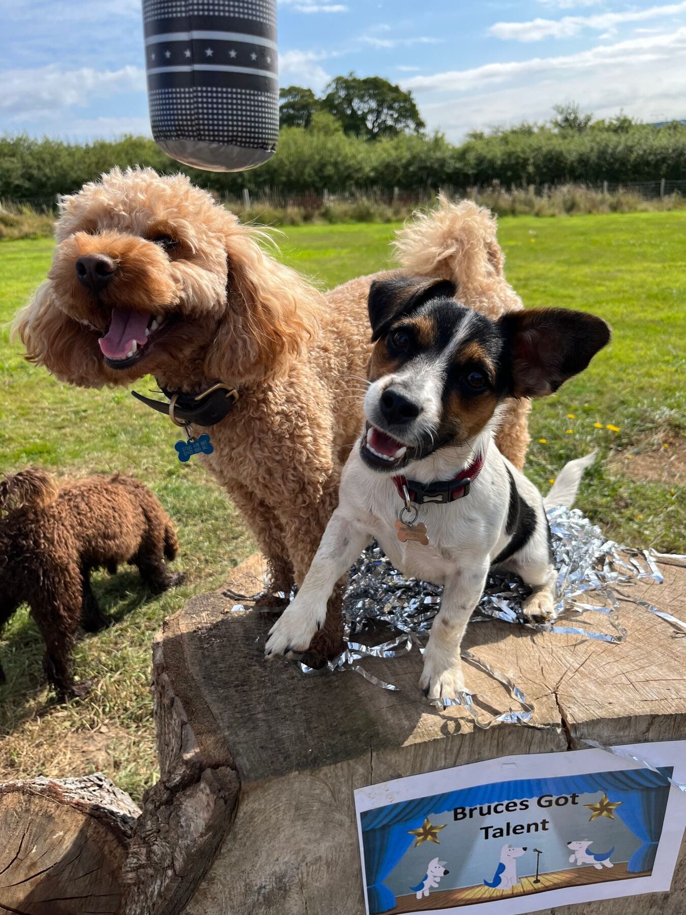 Understanding Dog Behaviour: Is It Natural?