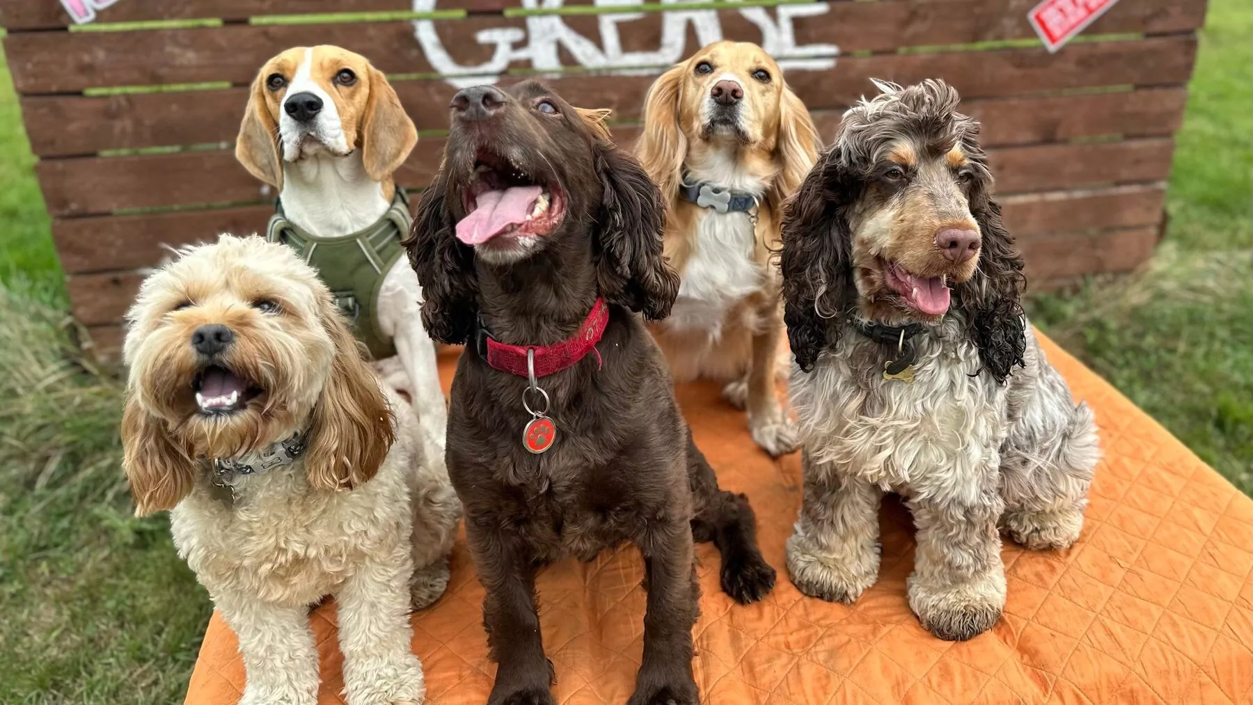 Top 10 Most-Friendly Dog Breeds